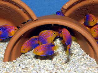 Pygmy Angelfish Care & Species Overview | Fishkeeping World