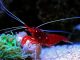 Fire (Blood) Shrimp Care Guide & Species Profile