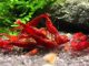 Fire (Blood) Shrimp Care Guide & Species Profile