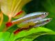 The Best Coldwater Fish for Your Aquarium | Fishkeeping World