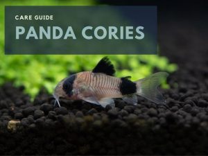 Panda Cory Care & Species Overview [Panda Catfish] | Fishkeeping World