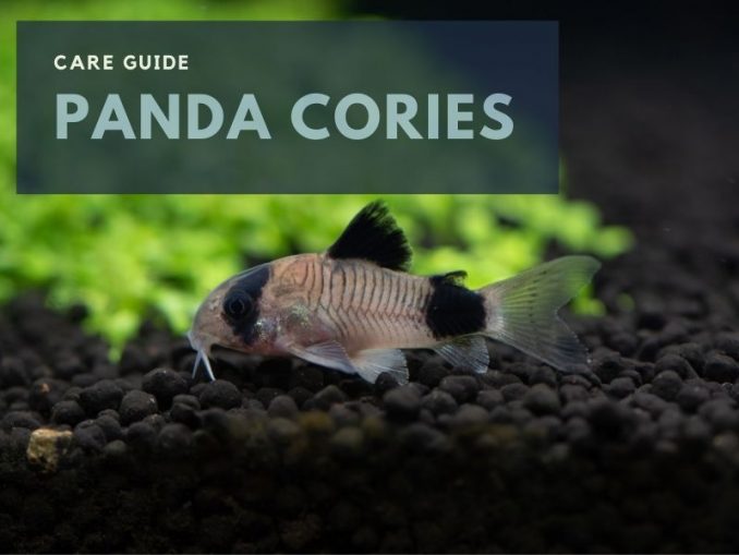 Pygmy Cory: Size, Tank Mates, Care and More… | Fishkeeping World