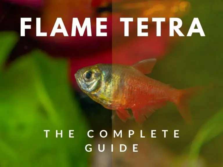 The Complete Guide to Flame Tetra Care