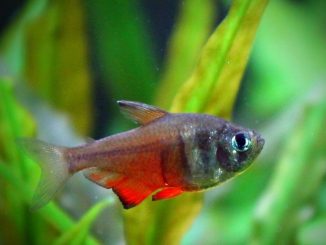 The Complete Guide to Flame Tetra Care
