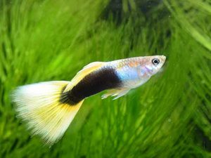 The Complete Guide to Hard Water Fish Care