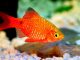 The Best Coldwater Fish for Your Aquarium | Fishkeeping World