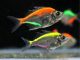 Glass Fish (Painted Glass Fish) Care & Overview | Fishkeeping World