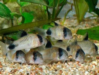 Panda Cory Care & Species Overview [Panda Catfish] | Fishkeeping World