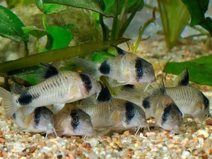 Panda Cory Care & Species Overview [Panda Catfish] | Fishkeeping World