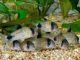 Panda Cory Care & Species Overview [Panda Catfish] | Fishkeeping World