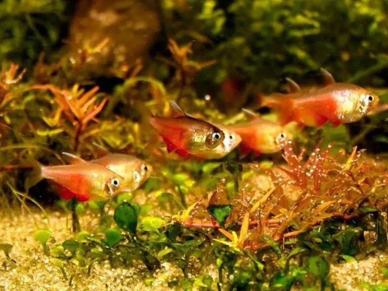 The Complete Guide to Flame Tetra Care