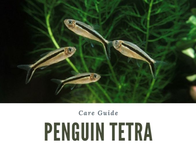 Zebra Danio (Zebrafish) Care 101: All You Need to Know
