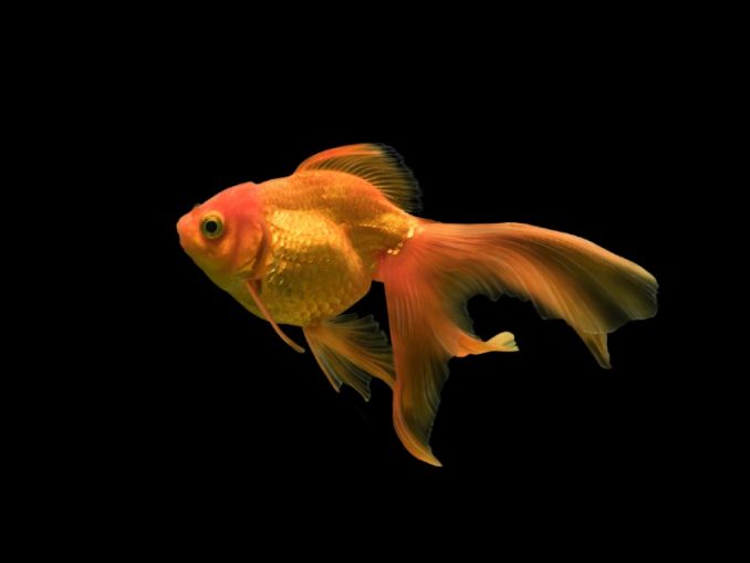 Red Eye Puffer Care Guide & Species Overview | Fishkeeping World