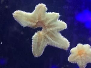 Asterina Starfish Care Guide & Species Profile | Fishkeeping World