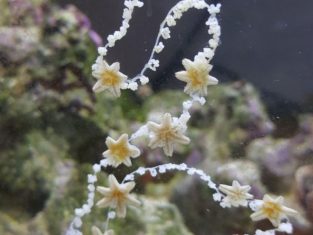 Asterina Starfish Care Guide & Species Profile | Fishkeeping World