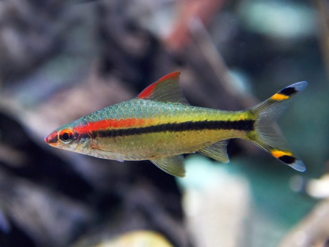 The Complete Denison Barb Care Guide | Fishkeeping World