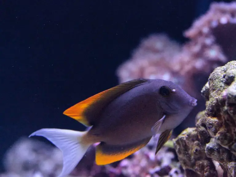 The Ultimate Convict Tang Care Guide | Fishkeeping World