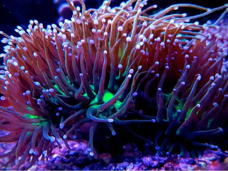 The Complete Torch Coral Care Guide