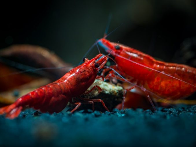 The Complete Fire Shrimp Care Guide