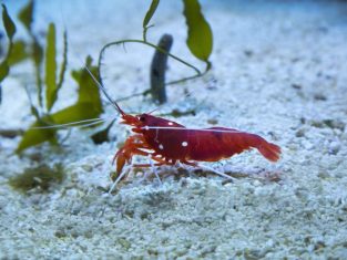 The Complete Fire Shrimp Care Guide