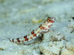 The Complete Dragon Goby Care Guide