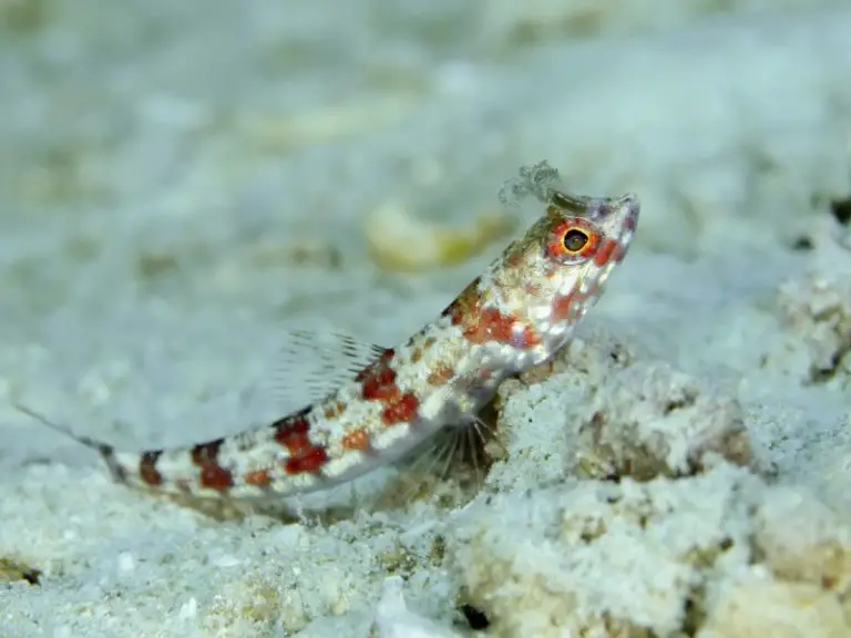 The Complete Dragon Goby Care Guide