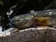 The Complete Dragon Goby Care Guide