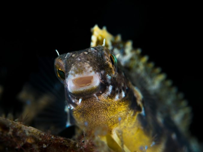 The Ultimate Bumblebee Goby Care Guide