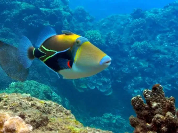 The Complete Picasso Triggerfish Care Guide | Fishkeeping World