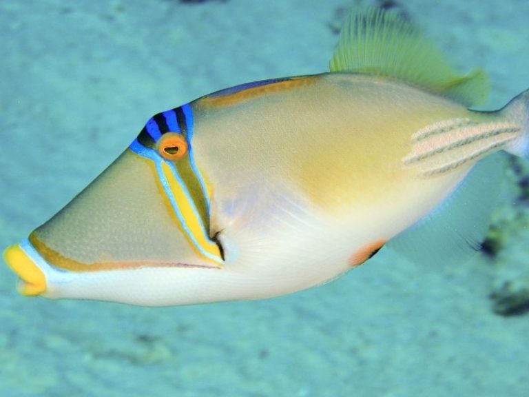 The Complete Picasso Triggerfish Care Guide | Fishkeeping World