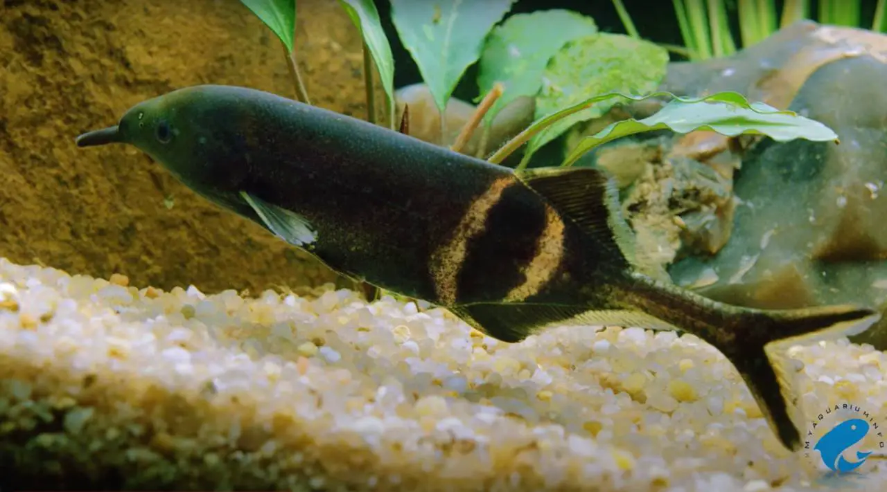 The Complete Elephant Nose Fish Care Guide