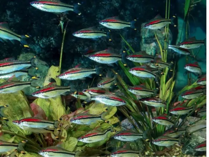 The Complete Denison Barb Care Guide | Fishkeeping World