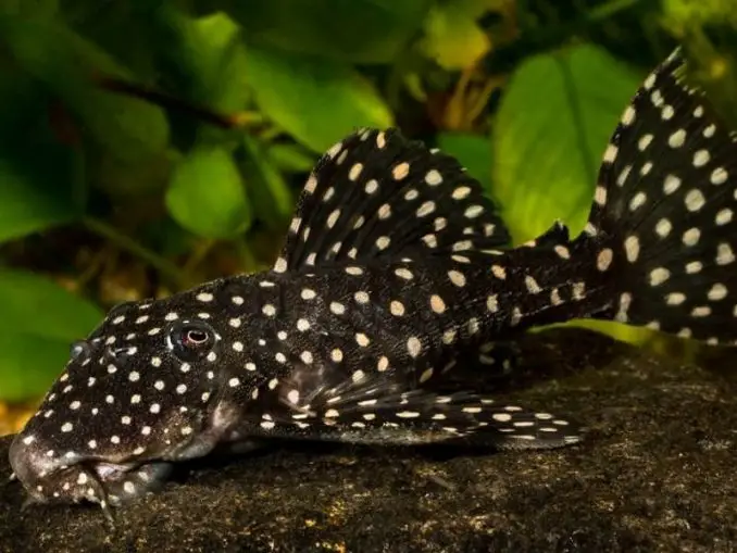 Vampire Pleco Care & Species Guide | Fishkeeping World