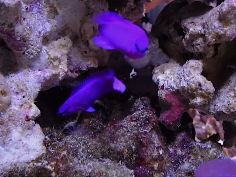 The Complete Orchid Dottyback Care Guide | Fishkeeping World