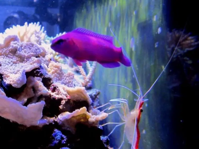 The Complete Orchid Dottyback Care Guide | Fishkeeping World