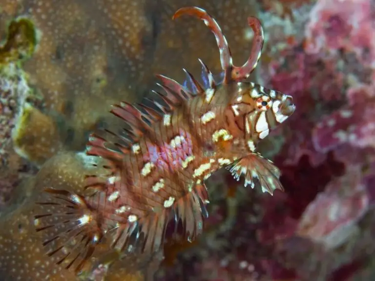 The Ultimate Dragon Wrasse Care Guide | Fishkeeping World