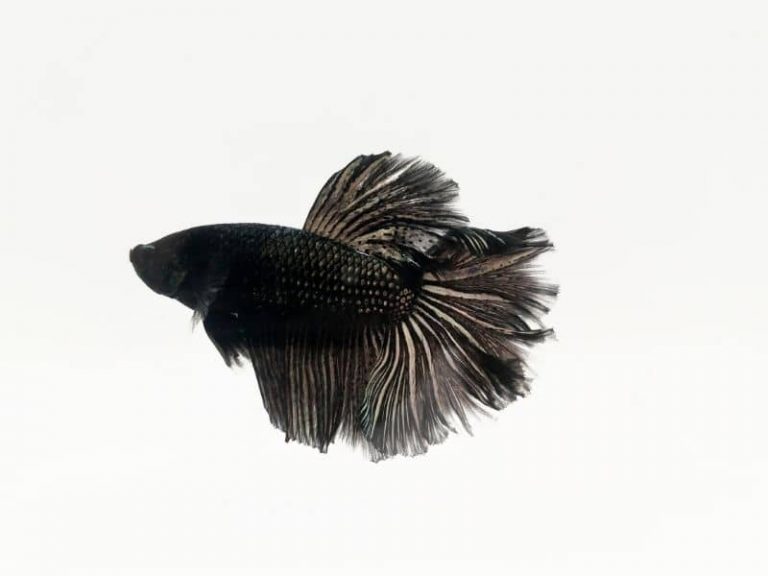 Black Orchid Betta Care Guide | Fishkeeping World