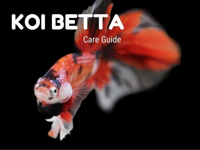 How Long Do Betta Fish Live? (Tips to Increase Life Expectancy ...
