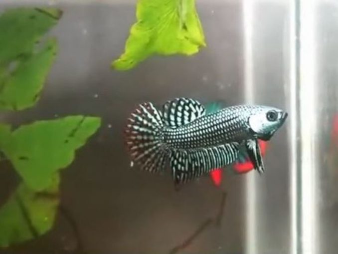The Complete Alien Betta Care Guide | Fishkeeping World