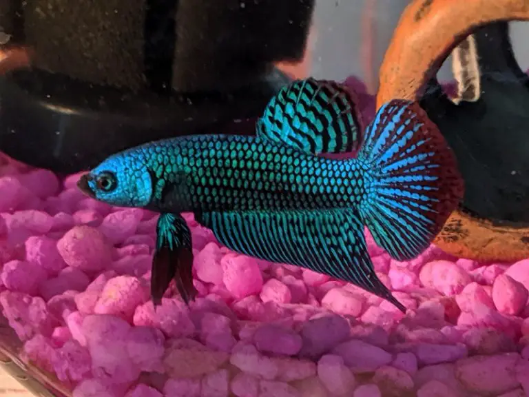 The Complete Alien Betta Care Guide | Fishkeeping World