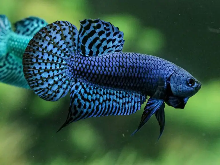 The Complete Alien Betta Care Guide | Fishkeeping World