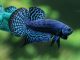 The Complete Alien Betta Care Guide | Fishkeeping World