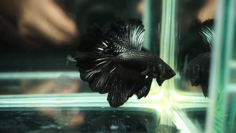 Black Orchid Betta Care Guide | Fishkeeping World