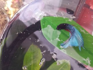 Do Betta Fish Sleep? | Fishkeeping World
