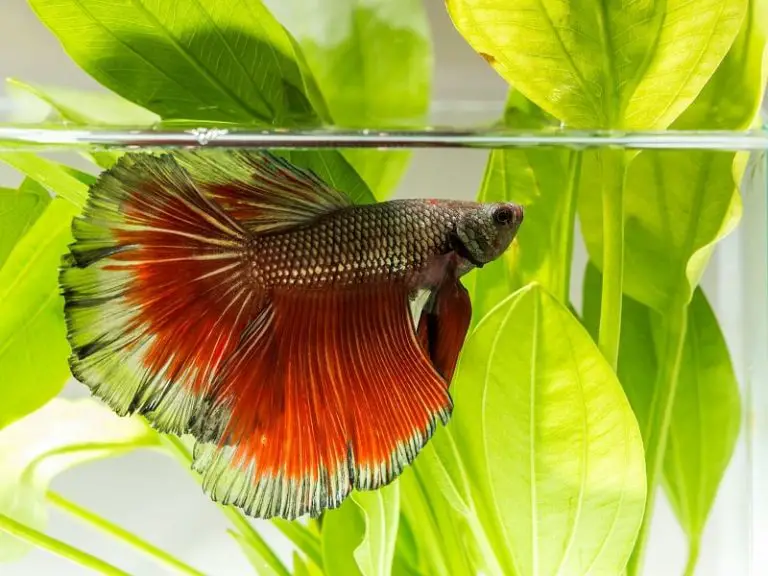 The Complete Alien Betta Care Guide | Fishkeeping World