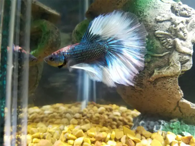 The Complete Butterfly Betta Care Guide | Fishkeeping World
