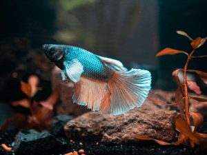 Dropsy in Betta Fish | Fishkeeping World
