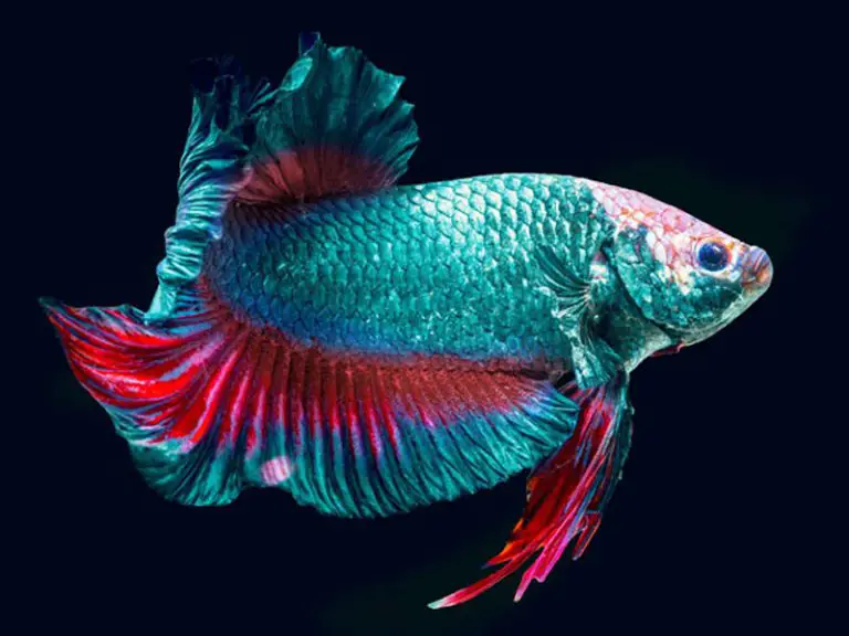 The Complete Giant Betta Care Guide | Fishkeeping World