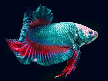 Giant Betta Vs Normal Betta