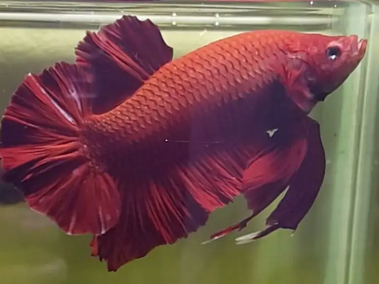 The Complete Giant Betta Care Guide | Fishkeeping World